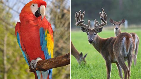 Honduras Un Pais Que Te Enamora Flora Y Fauna De Honduras The Best