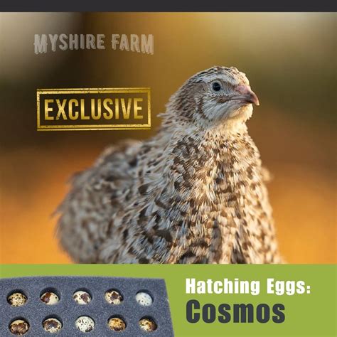 Myshire Farm Coturnix Quail Hatching Eggs Cosmos1D293EF0D55A Myshire