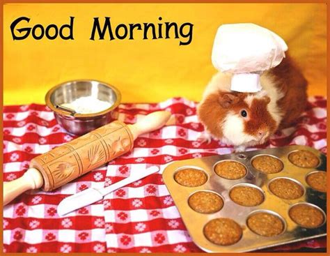 Pin By Catherine Julian On Good Morning 6 Cute Guinea Pigs Guinea