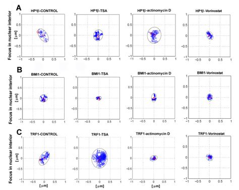 Heterogeneity in the trajectory of heterochromatin protein 1β HP1β B