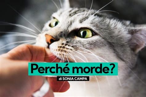 Perché il gatto morde e cosa fare