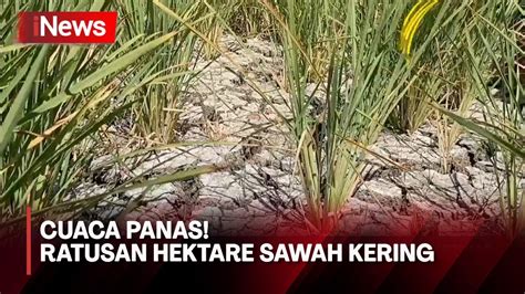 Cuaca Panas Ratusan Hektare Sawah Kering Youtube