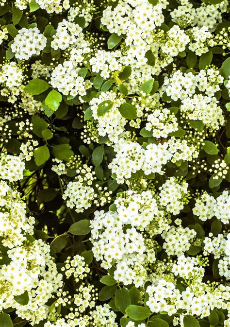 Plantas Con Flores Blancas De Interior Y De Exterior