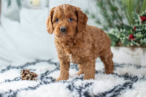 Ruby Cockapoo Puppy For Sale In Millersburg OH Lancaster Puppies