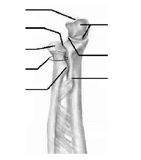 Elbow Anterior View Of Proximal Radius Ulna Diagram Quizlet
