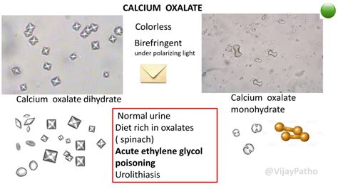 Amorphous Urates In Urine