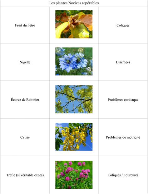 Les Plantes Toxiques Pour Les Chevaux Le Guide Complet Contre Galop