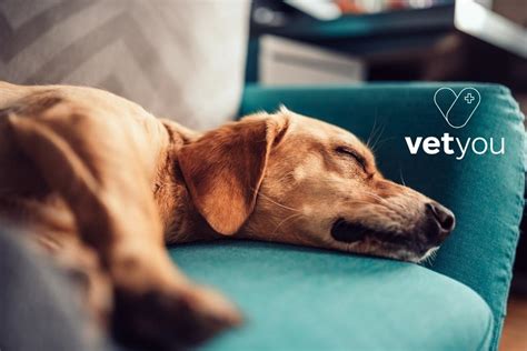 Vómito amarillo en perros Vetyou