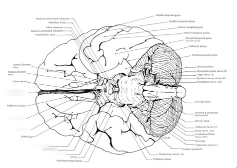 Olfactory And Optic Nerve Diagram Diagram Quizlet