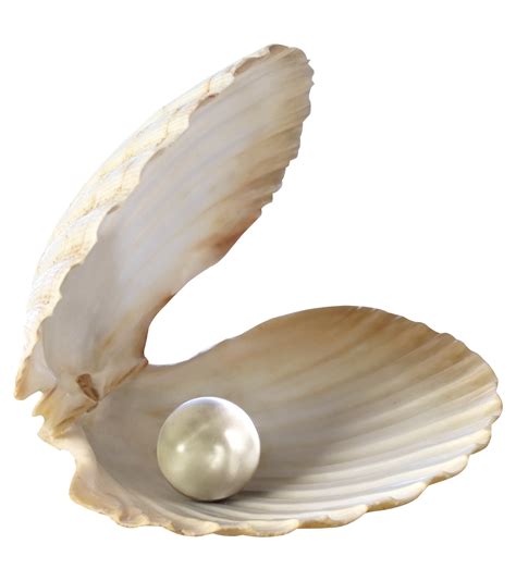 Pearl In Shell PNG Clipart Background PNG Play