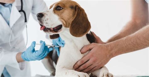 Existem vacinas obrigatórias para cães Quais são mais importantes
