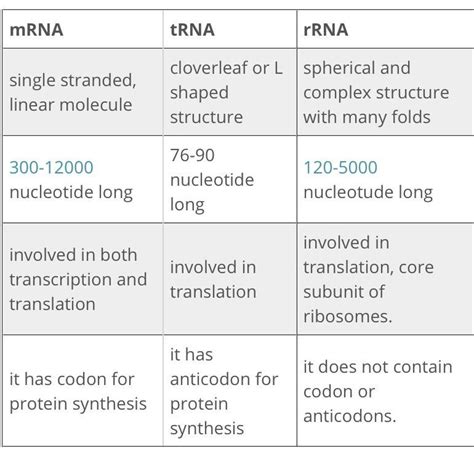 Compare And Contrast The Structures And Functions Of Rna And Dna Then