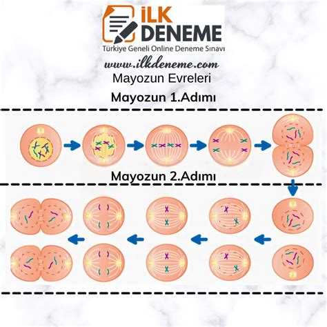 Mayoz Nedir Mayoz Bölünme Evreleri Konu Anlatımı 7 Sınıf