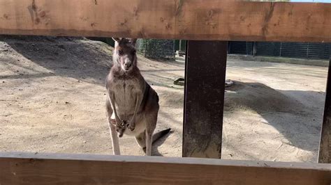 足立区生物園 on Twitter ご報告がたいへん遅れてしまいましたが オオカンガルー の カンタ と ワッカ の赤ちゃんが産まれ