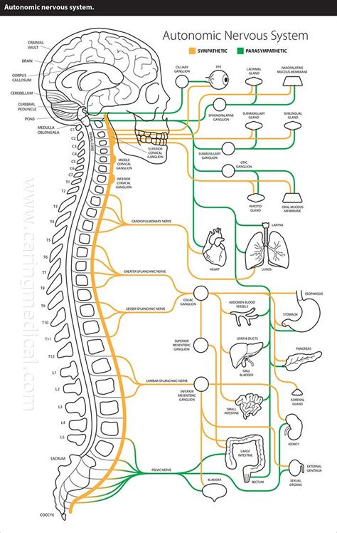 Your Autonomic Nervous Affects Nearly Every System In The Body That S