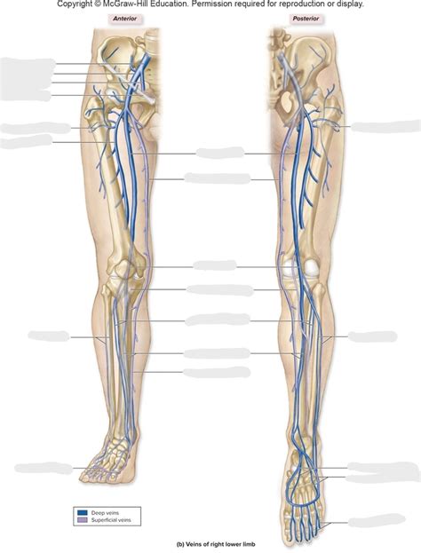 Veins Of Lower Limb Diagram Quizlet