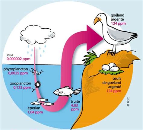 D Finition Bioamplification Biomagnification
