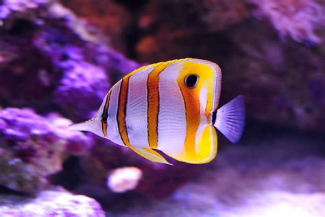 Best Saltwater Fish For Beginners Fishlab