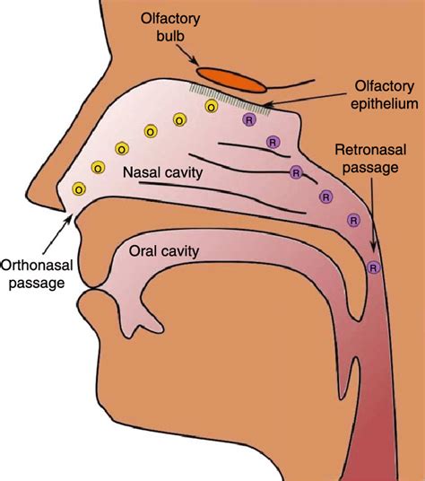 Olfactory Organs