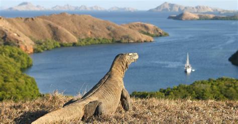 Komodo Island Tour Komodo Tour Package Flores Tour
