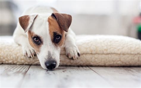 Como Hacer Para Que Un Cachorro Deje De Llorar Por La Noche