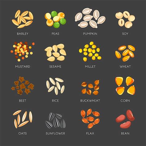Conjunto de semillas de plantas naturales en pequeños montones Vector