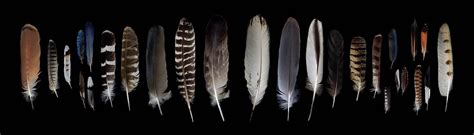 Red Shouldered Hawk Feather Identification