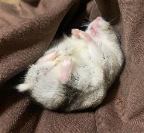 El Hamsterrifico On Twitter Rt Hamusuta Yu
