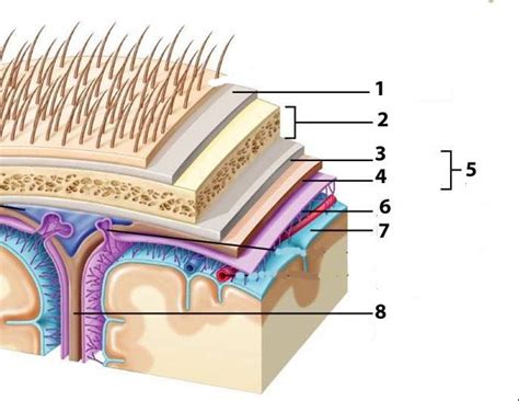 Meninges Of The Brain Labeling Ex Diagram Quizlet