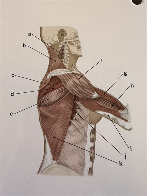 Diagram Muscles Of The Shoulder And Arm 2 Diagram Quizlet