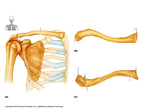 Anatomy Ch 7 Exam 2 Articulated Pectoral Girdle Diagram Quizlet