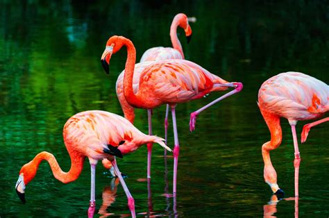 5 lugares de España donde podemos ver flamencos