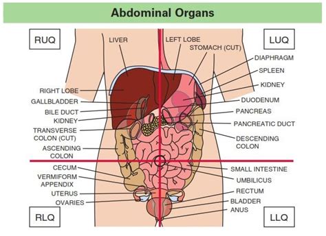 Abdominal Quadrants Diagram Quizlet