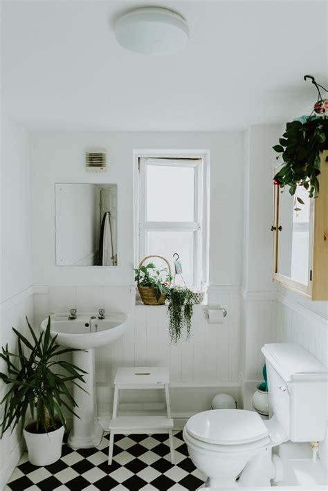 Las 7 plantas ideales para decorar tu baño y dónde colocarlas en él