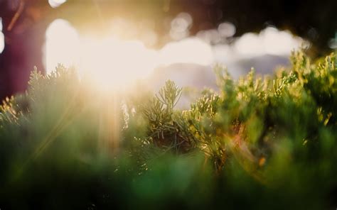 Papel de parede luz solar natureza reflexão Plantas ramo verde