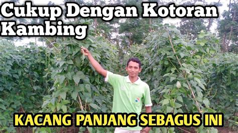 Cara Menanam Kacang Panjang Cukup Dengan Kotoran Kambing Kacang