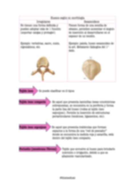 SOLUTION Resumen generalidades de osteología Studypool