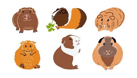 Premium Vector Different Breeds Of Cute Guinea Pigs Hand Drawn Vector