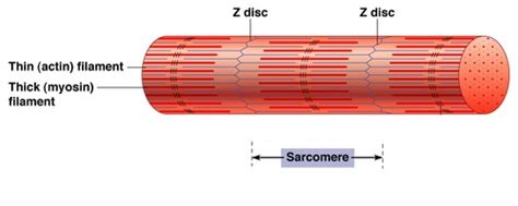 Parts Of A Sarcomere Flashcards Quizlet