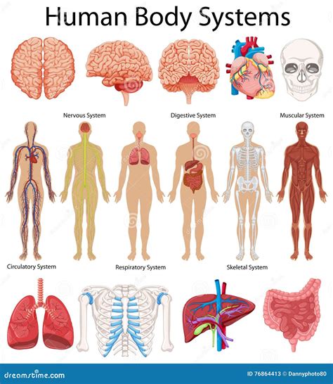 Esquema Do Corpo Humano Fdplearn