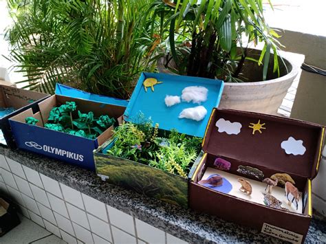 Alunos Do Ano Exp Em Maquetes Representando Os Biomas Brasileiros