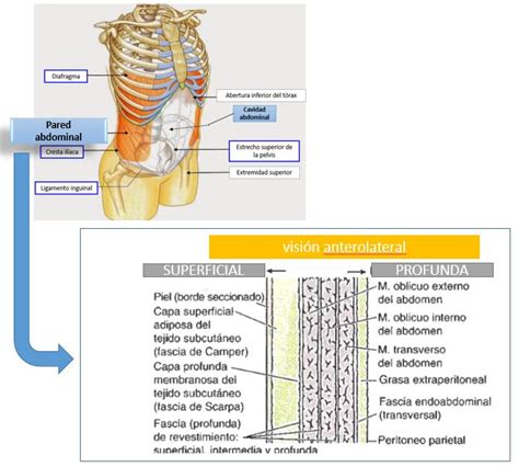 Pared Anterolateral Del Abdomen Dolopedia