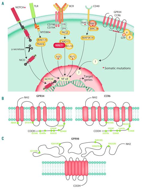 G Protein Coupled Receptor Gpcr Mutations In Lymphoid Malignancies