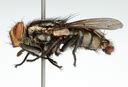 Uma nova espécie de mosca é descoberta na Feira do Ver O Peso Museu