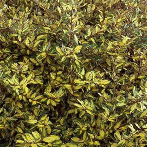 Arbuste pour haie top 10 des variétés pour une haie persistante