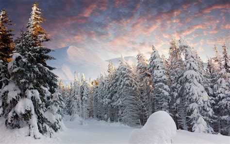 Snowy Forest Wallpaper Pictures Wallpaperset