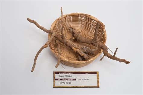 Rama Cenizo Museo De Los Yaquis