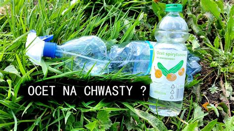 Ocet na chwasty czy warto stosować Naturalny sposób na chwasty