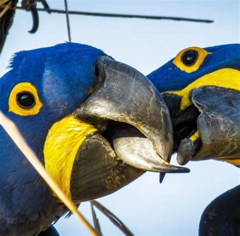 Biólogo faz registro inédito de beijinho entre araras no Pantanal