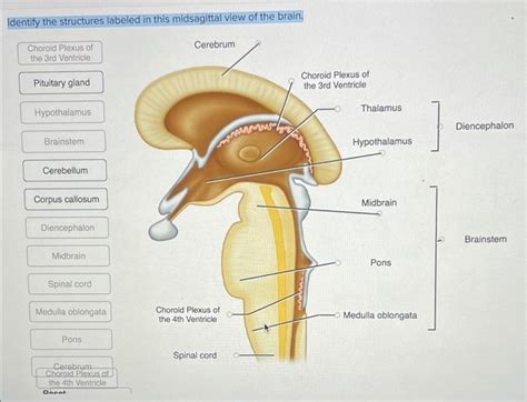 Solved Identify The Structures Labeled In This Midsagittal Chegg